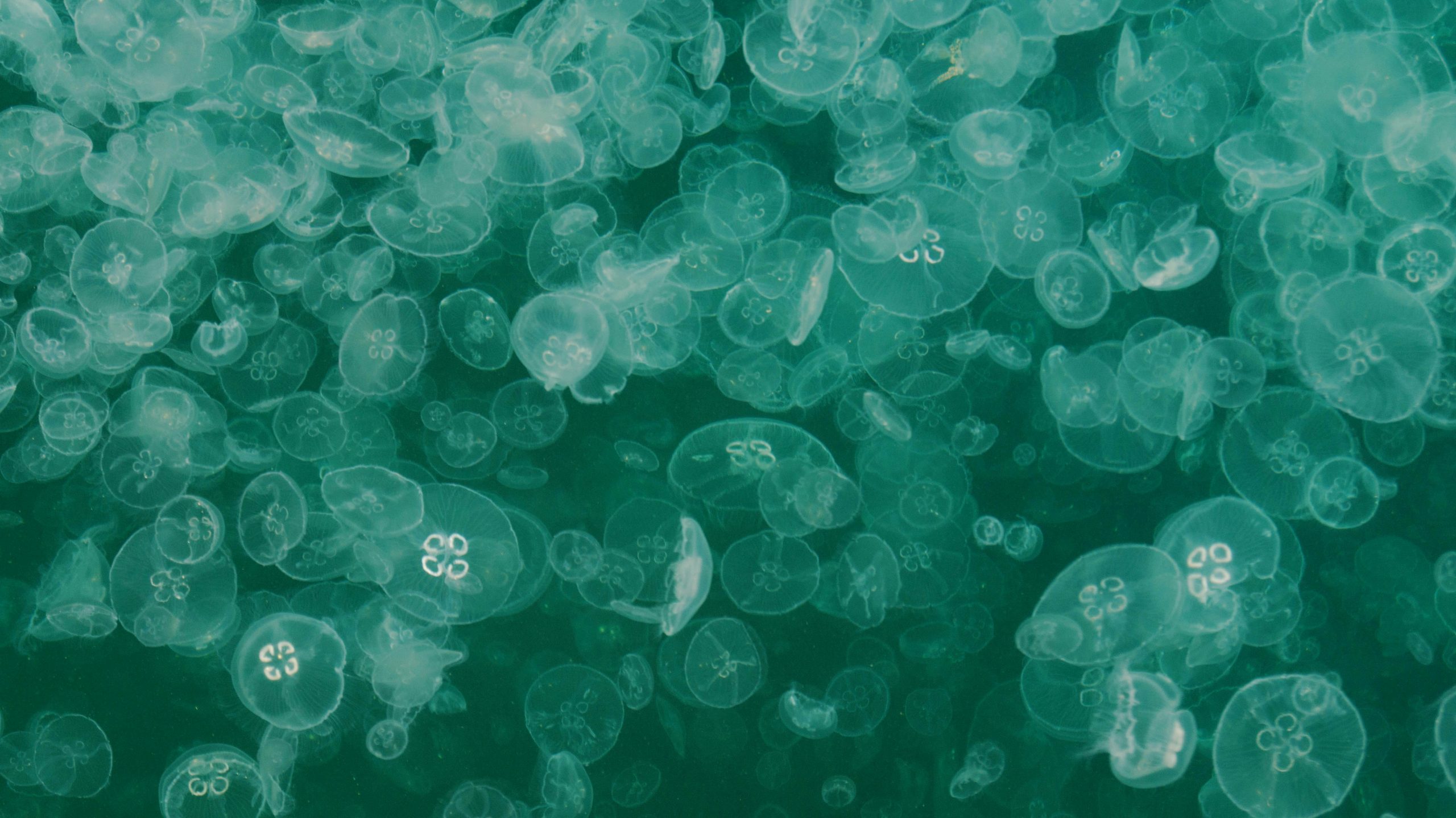 Microplastics vs. Nanoplastics: Why Size Changes Everything - Klar2O